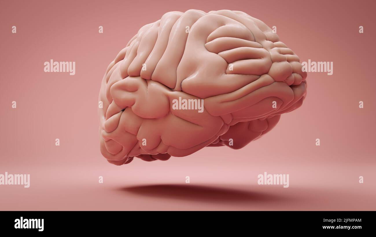 Model of human brain floating over pink studio background. Concept of ...