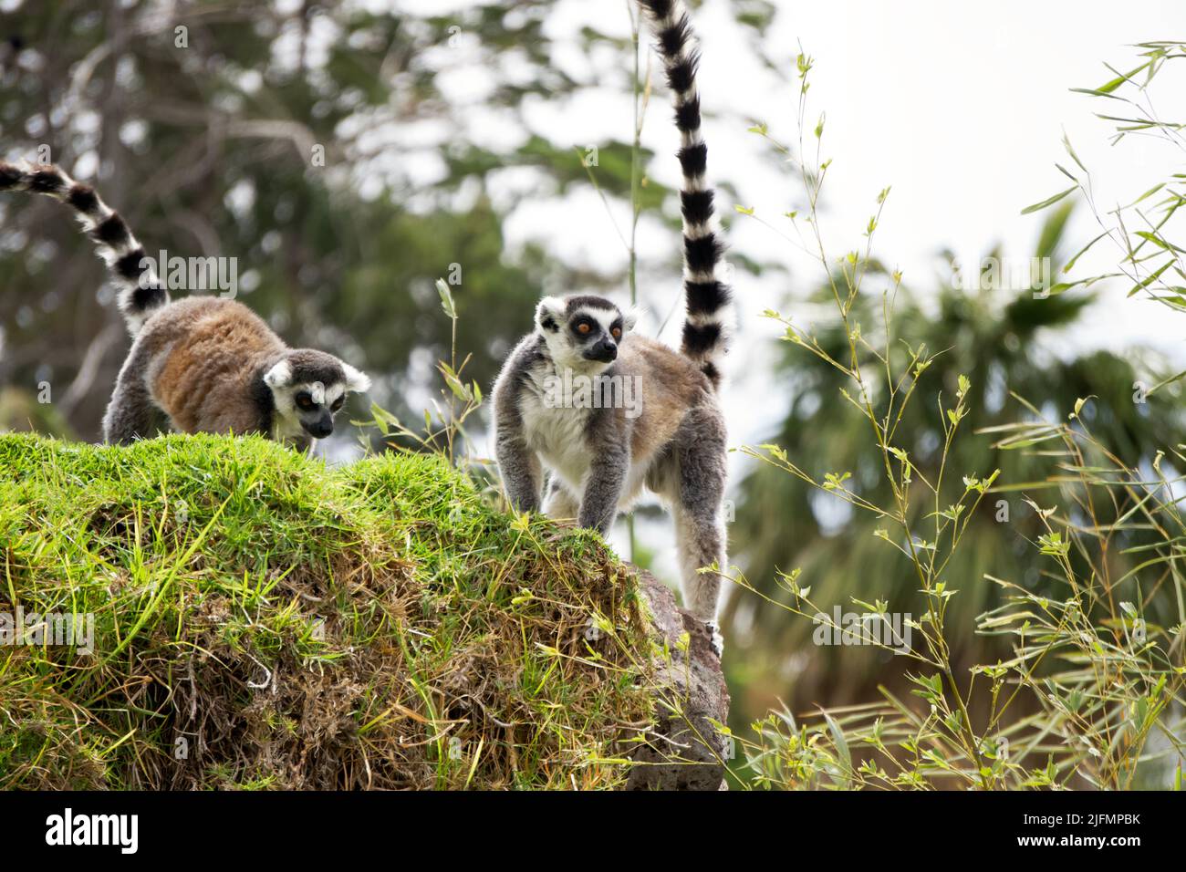 A pair of lemurs typical of the African island of Madagascar Stock ...