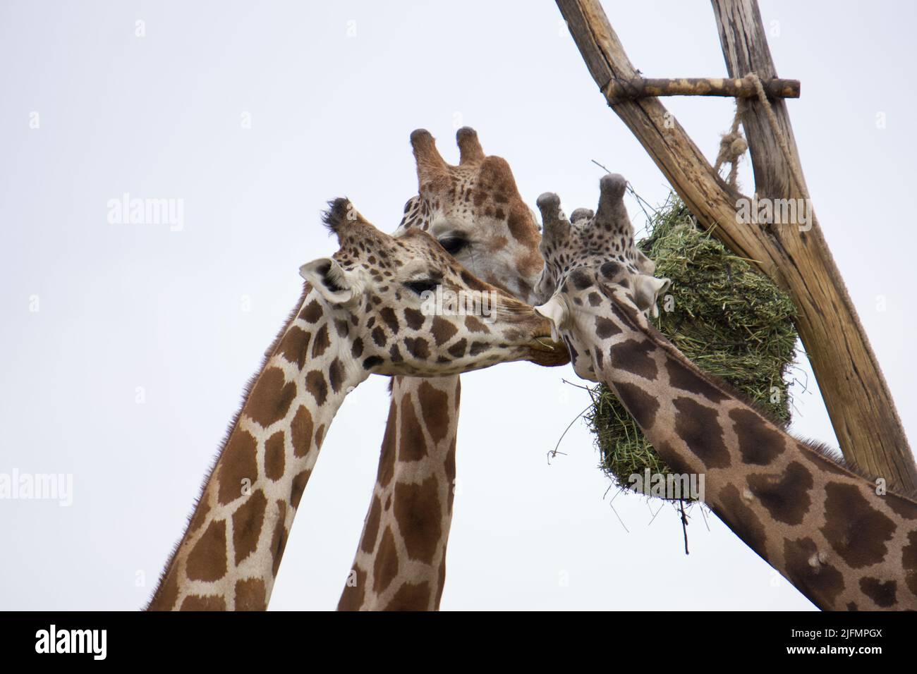 Large group wild spotted hi-res stock photography and images - Alamy