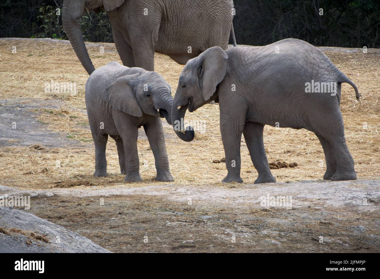 Group elephants greeting hi-res stock photography and images - Alamy