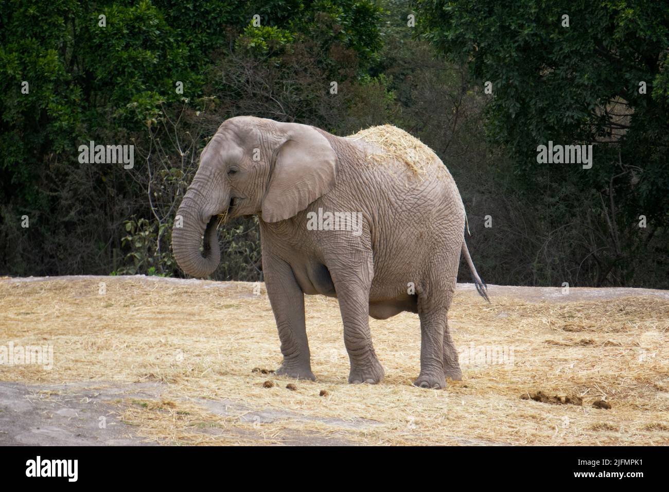 A lonely elephant in the zoo Stock Photo - Alamy