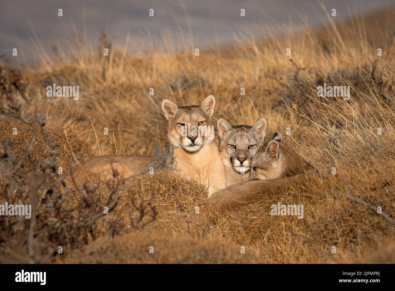 Lion cubs mother hi-res stock photography and images - Alamy