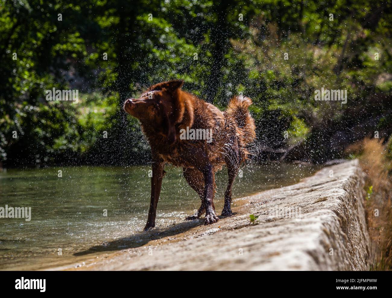 Dog plays along the river Bosso Stock Photo - Alamy
