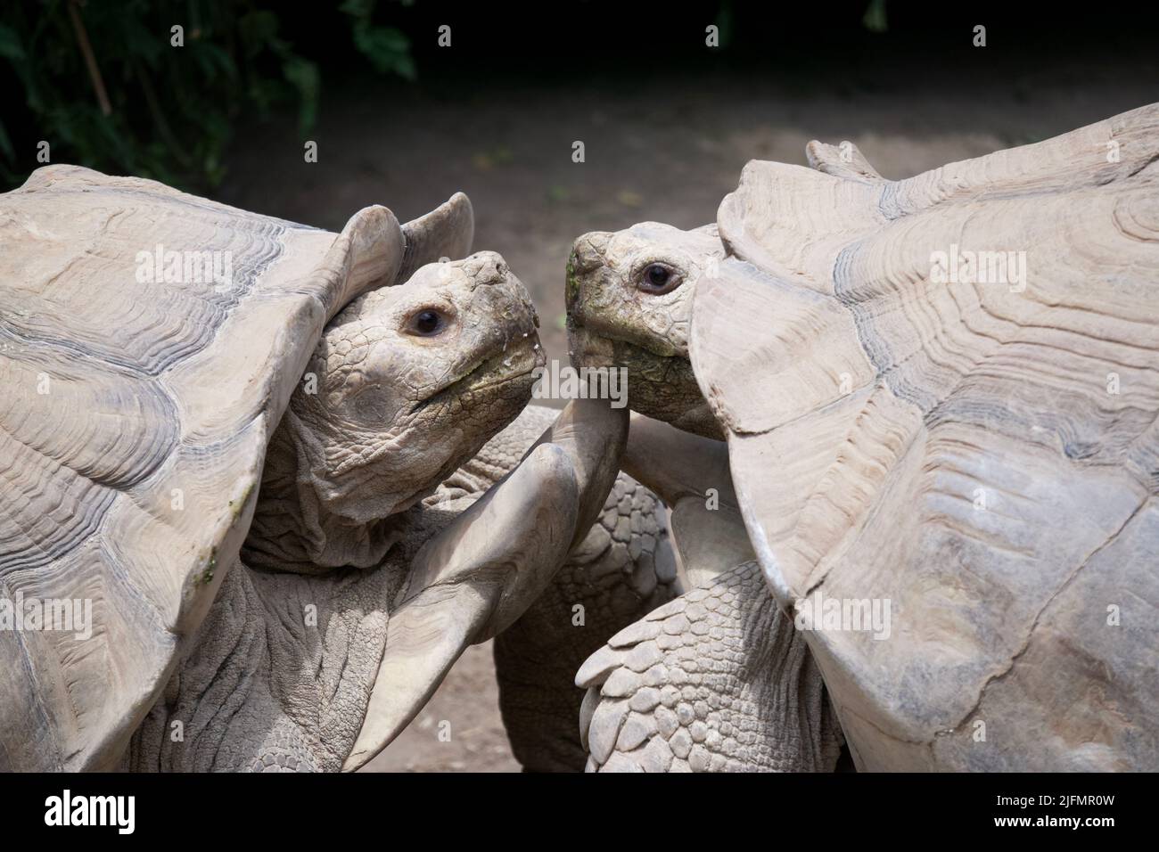 Fighting tortoises hi-res stock photography and images - Alamy