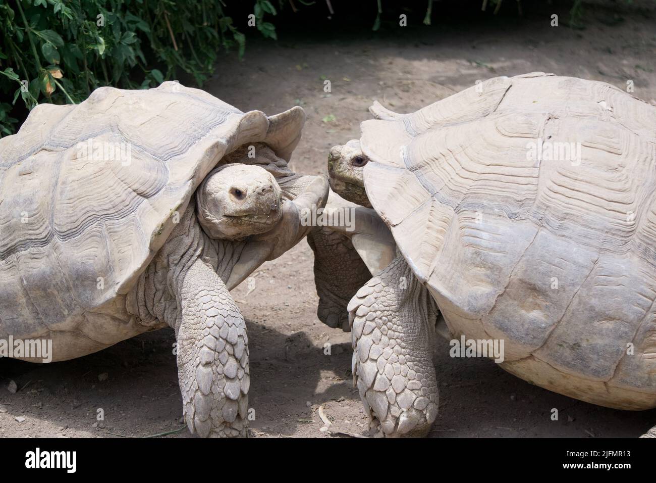 Fighting tortoises hi-res stock photography and images - Alamy