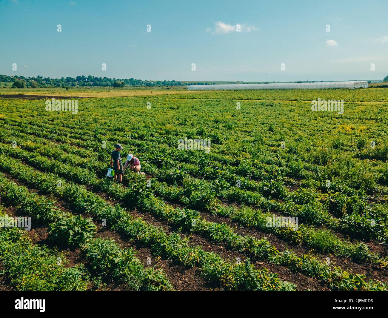 overhead view mother with son at strawberry farm gathering vitamins ...