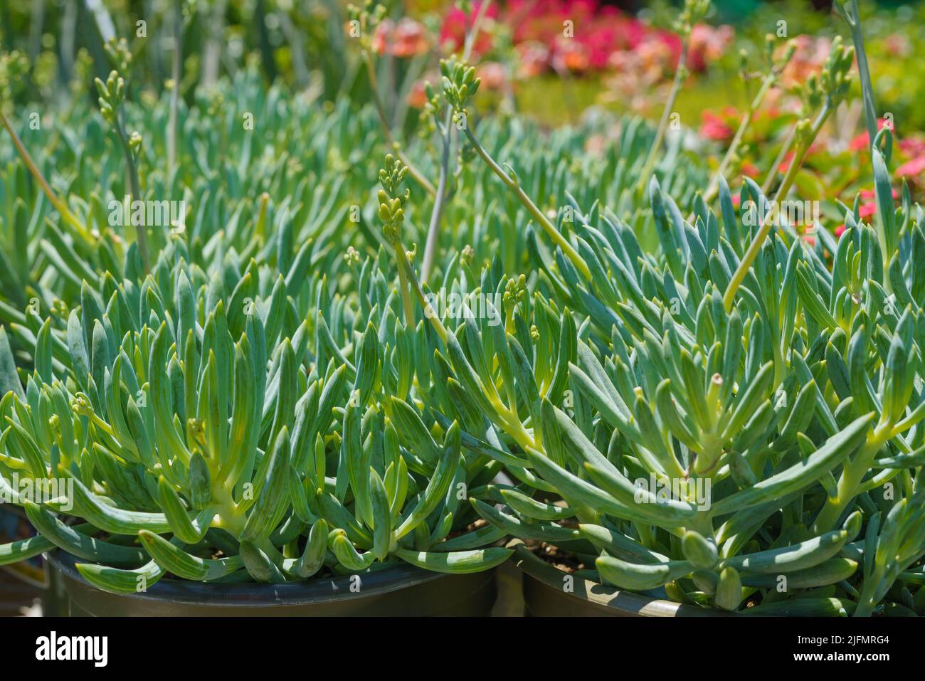 Succulent plants variety. Popular types of succulents close up Stock ...