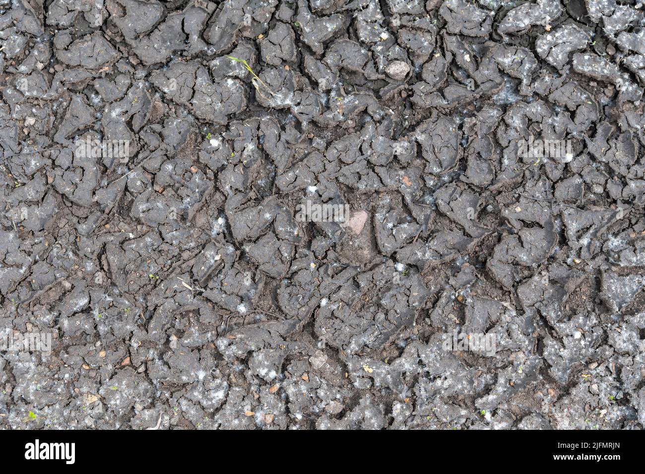 Dry cracked surface of an earthen unpaved rural road with traces of ...