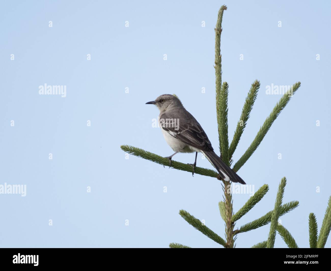 A view of a mockingbird sitting in tree along trail in Fishers, Indiana ...