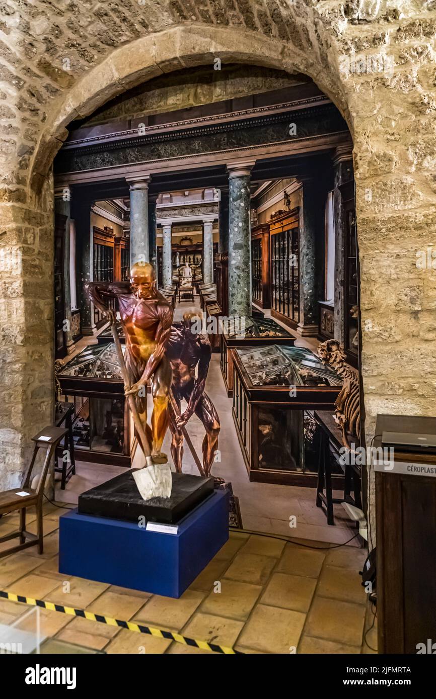Museum within the Faculty of Medicine featuring thousands of human ...