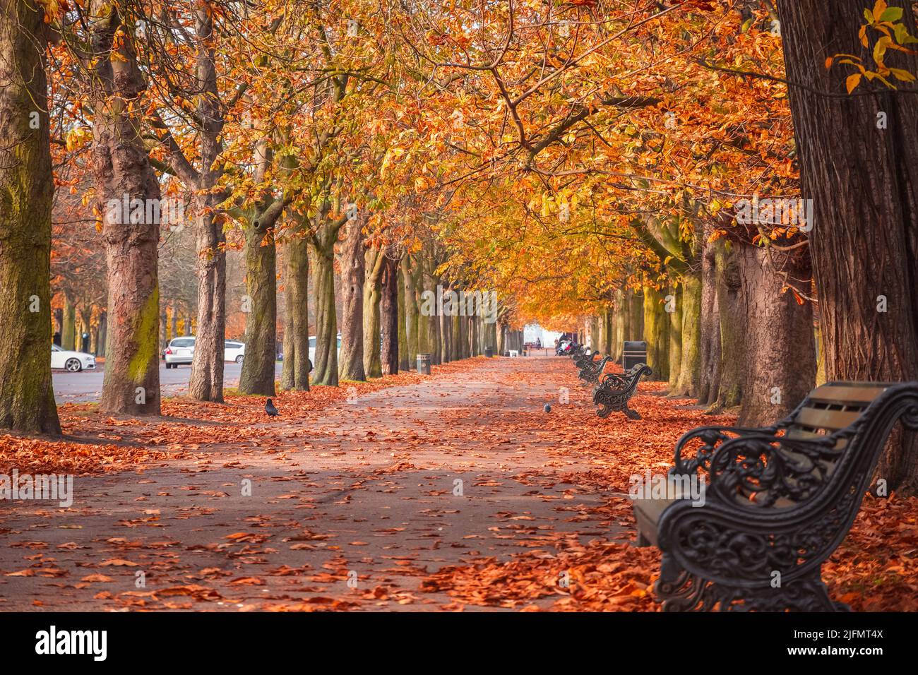 Treelined with pathway hi-res stock photography and images - Alamy