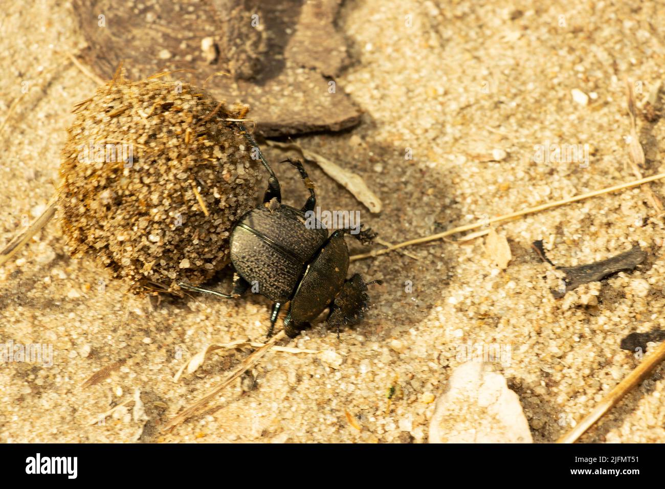 robust and rotund, the Scared Dung Beetle is a common sight during the ...