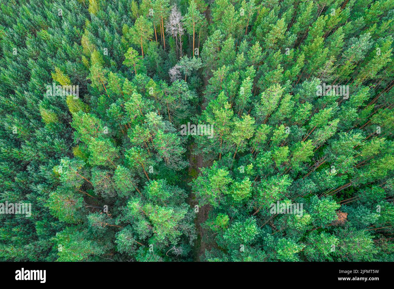 Pine forest top-down aerial view Stock Photo - Alamy