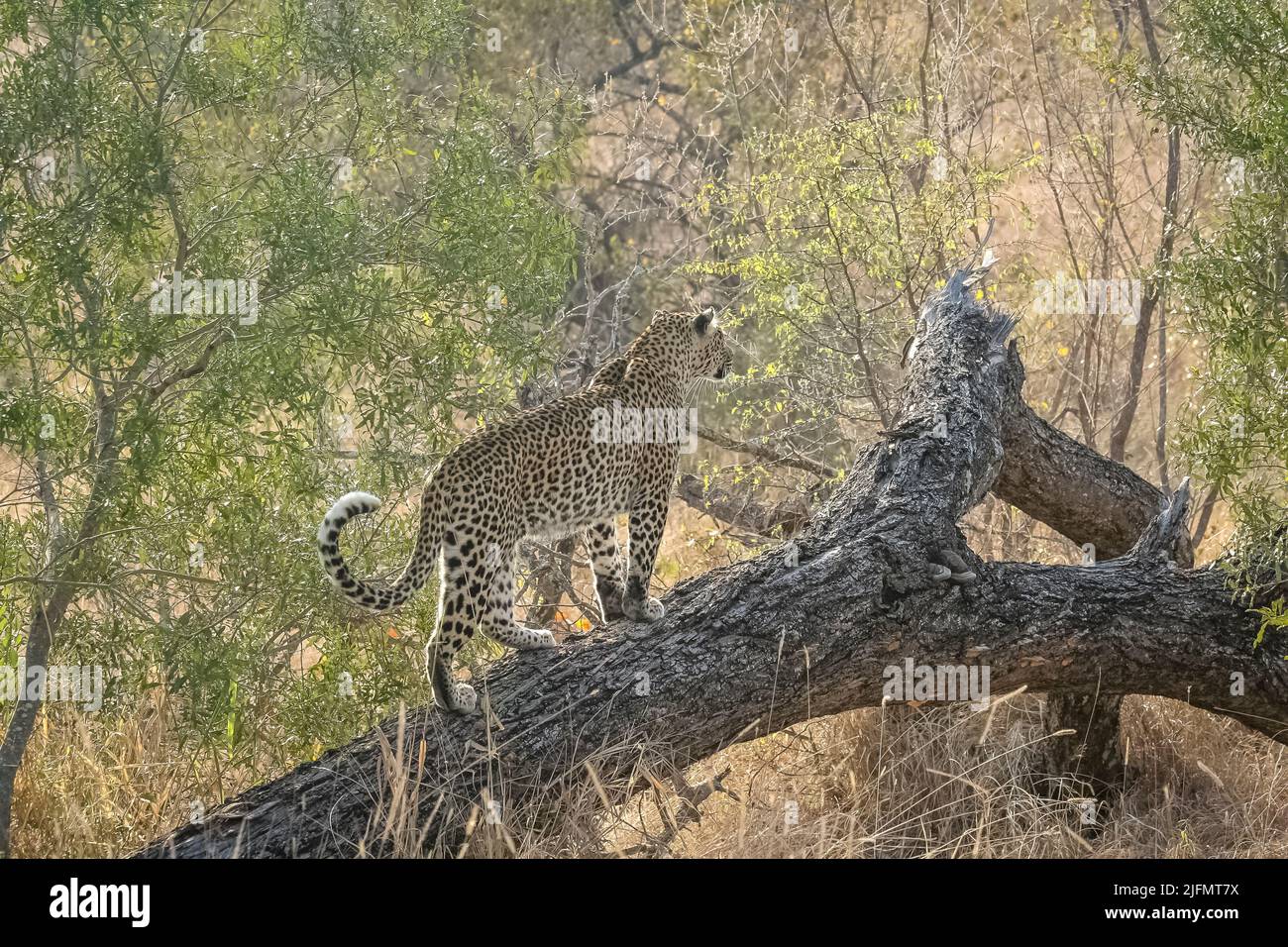 A rear view of a leopard walking up on a tree branch in South Africa ...
