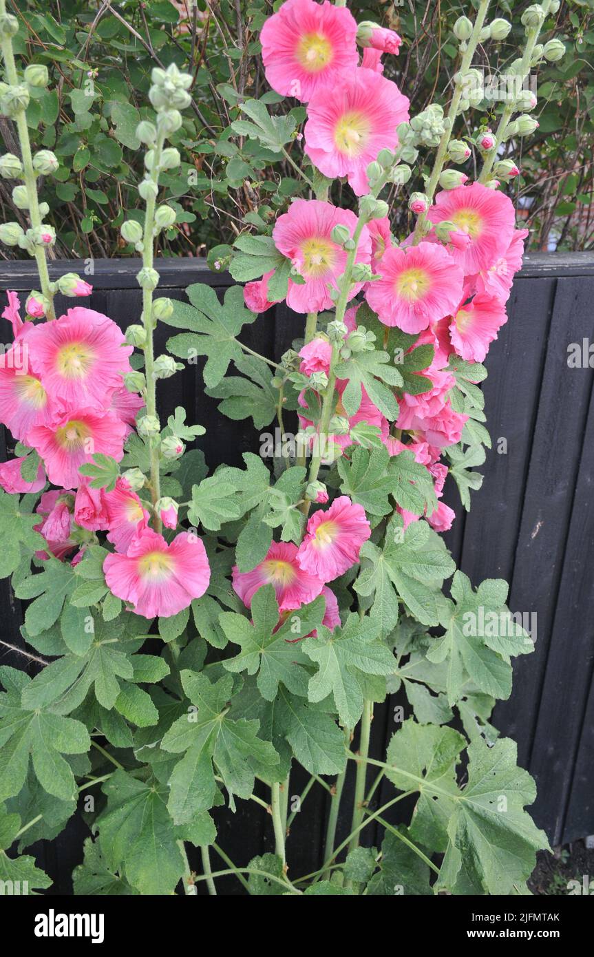 Copenhagen /Denmark/04 July 2022/Hibiscus flowers nd planstin danish ...
