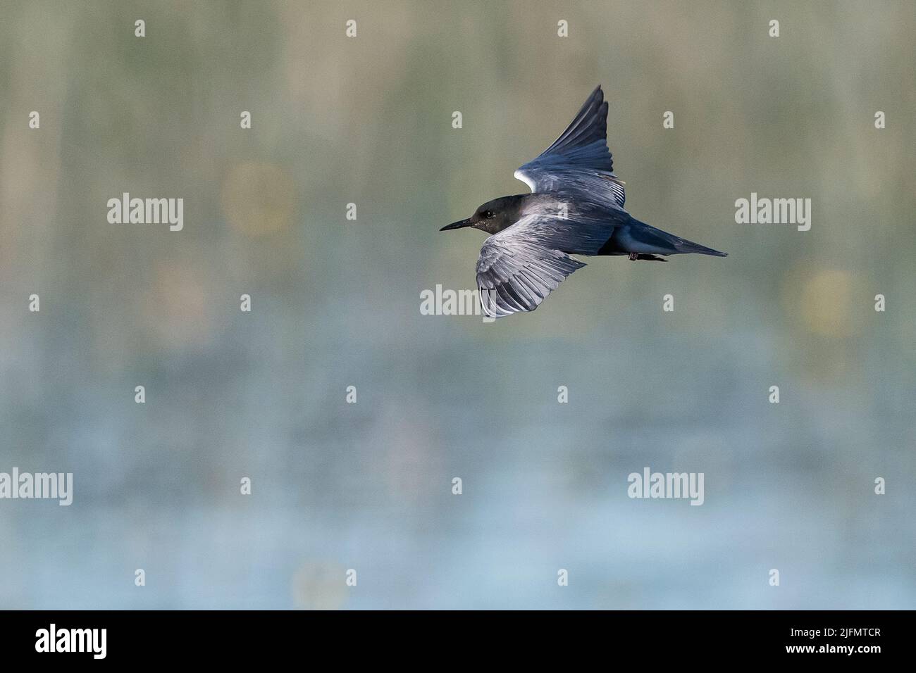 Black tern flight at Tiny Marsh in Ontario, Canada Stock Photo - Alamy