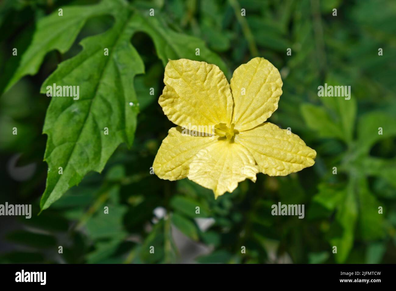 Bitter melon flower (Momordica charantia) on tropical forest Stock ...