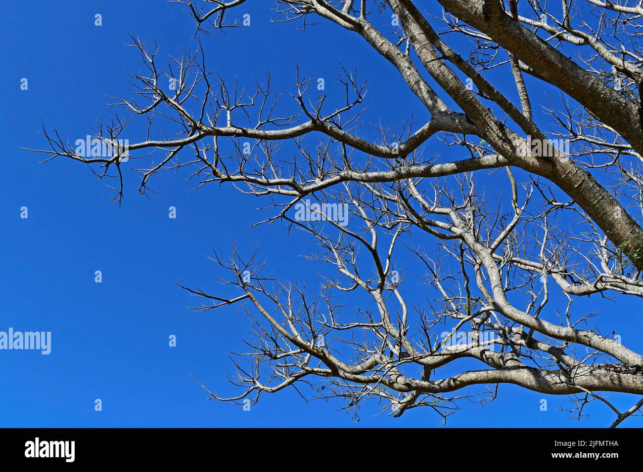 Dry branches of Elephant-ear tree (Enterolobium cyclocarpum) and blue ...