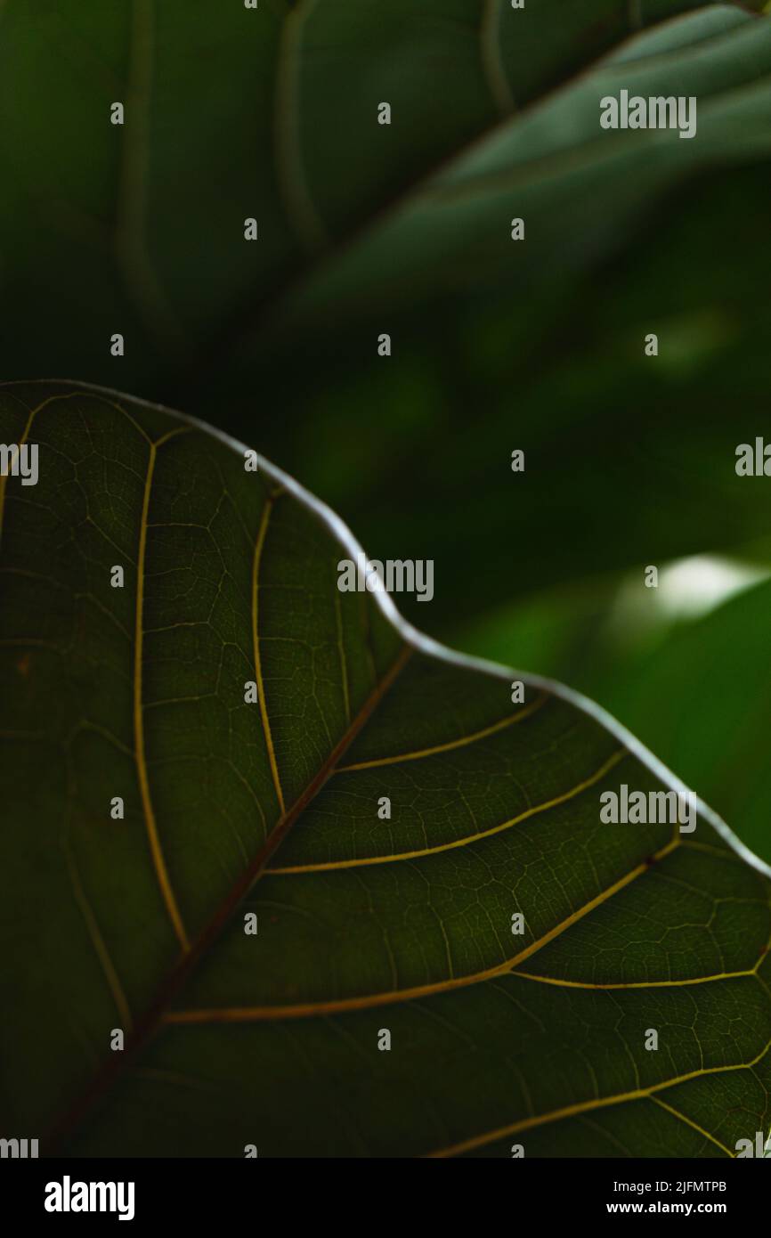 Plant leaves close up for background Stock Photo - Alamy