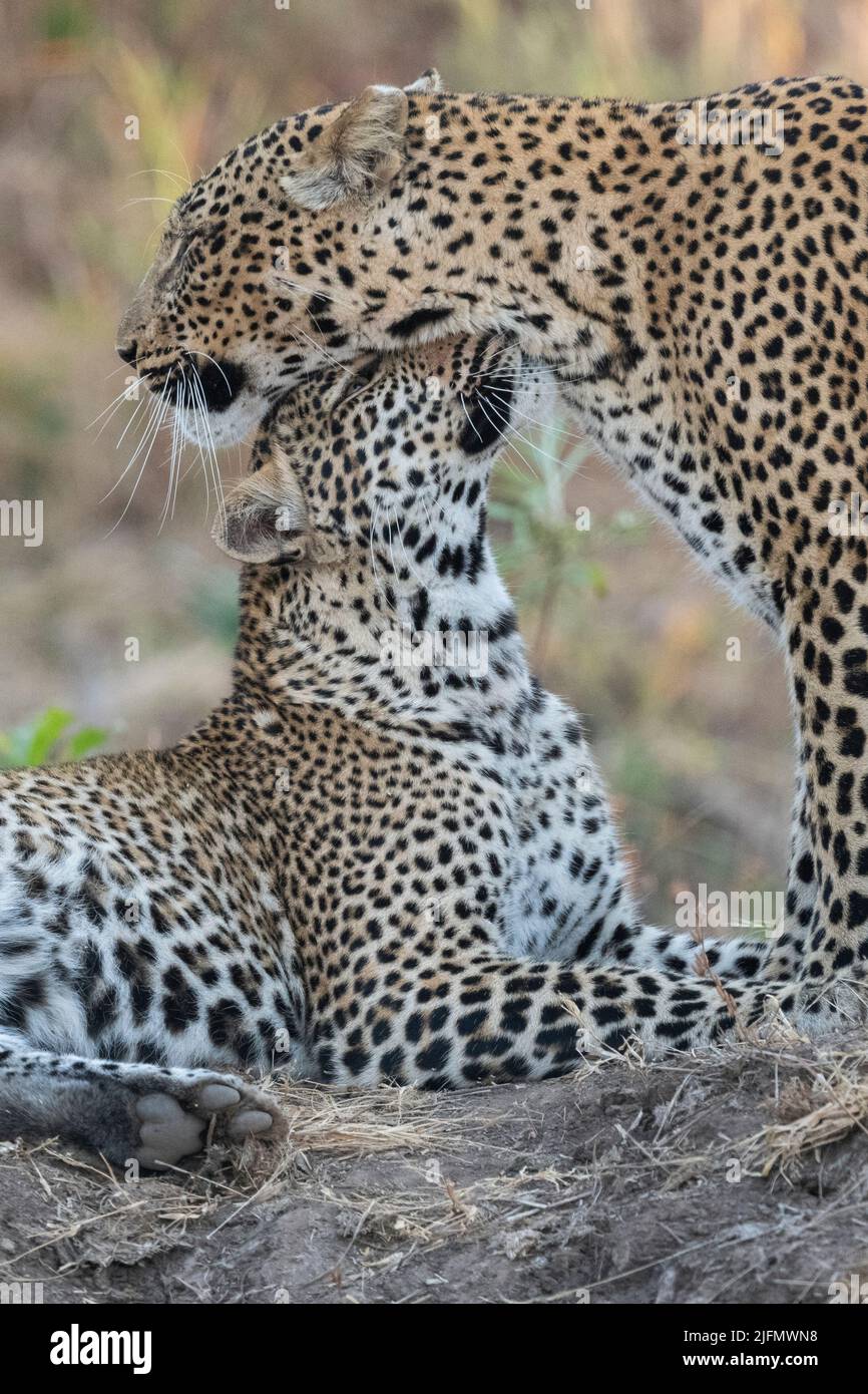 Zambia, South Luangwa National Park. Mother leopard grooming grown male ...