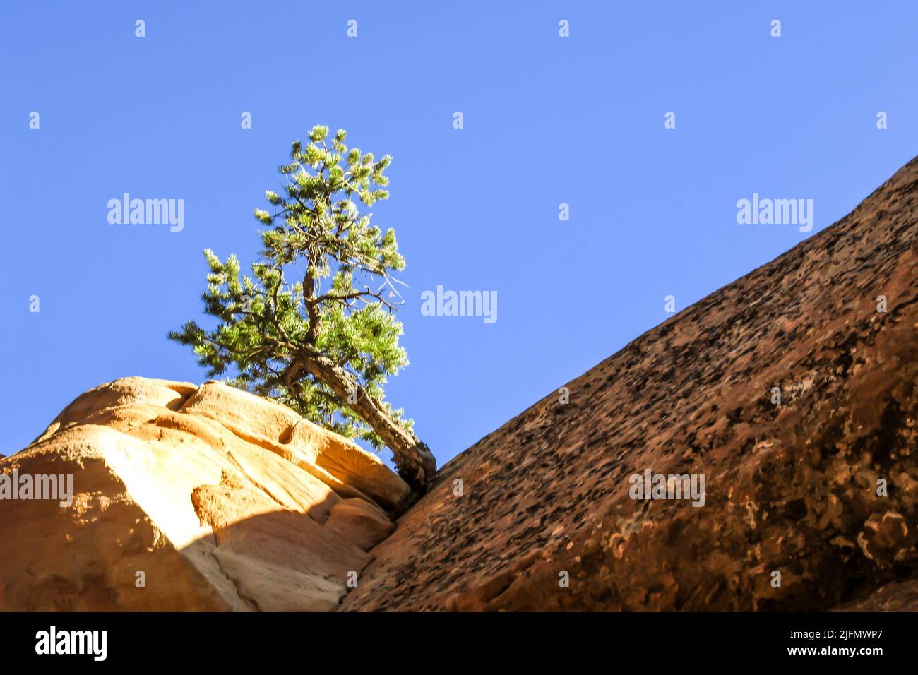 Tree growing on edge cliff hi-res stock photography and images - Alamy