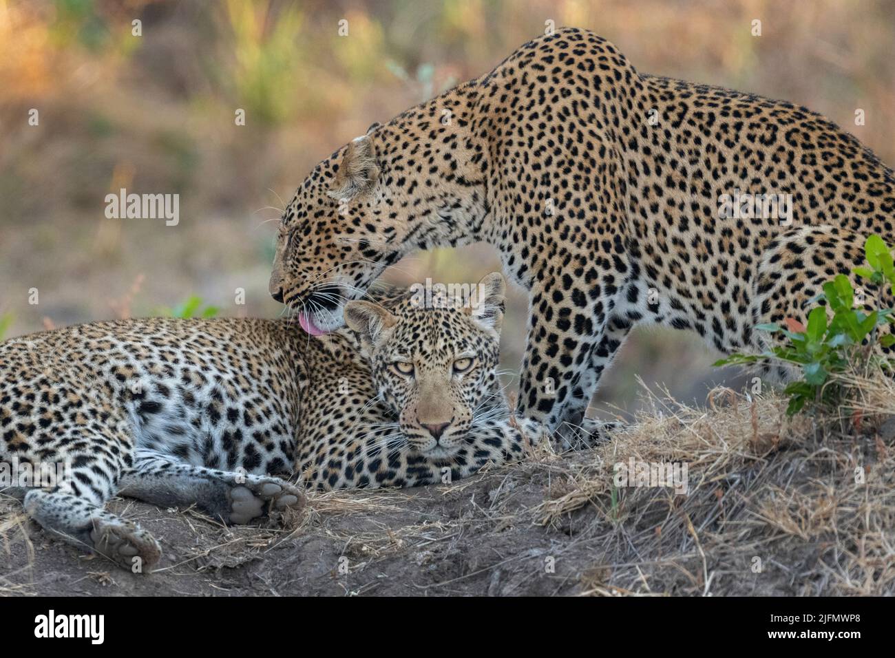Zambia, South Luangwa National Park. Mother leopard grooming grown male ...
