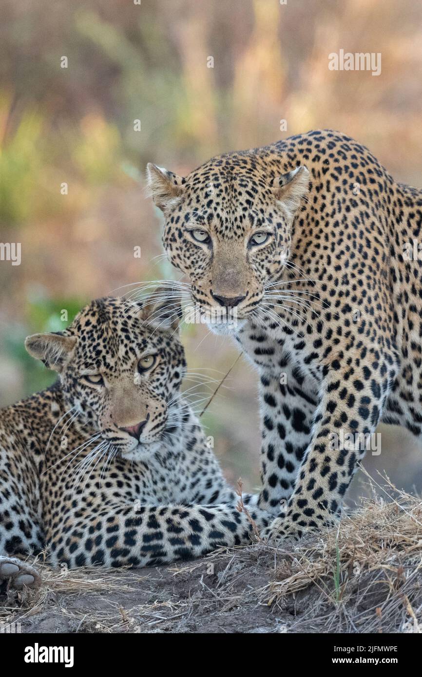 Zambia, South Luangwa National Park. Mother leopard with grown male cub ...