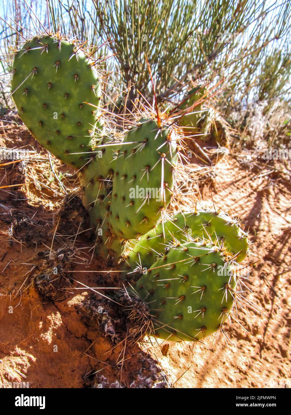 Pancake Prickly Pear Cactus In The Desert