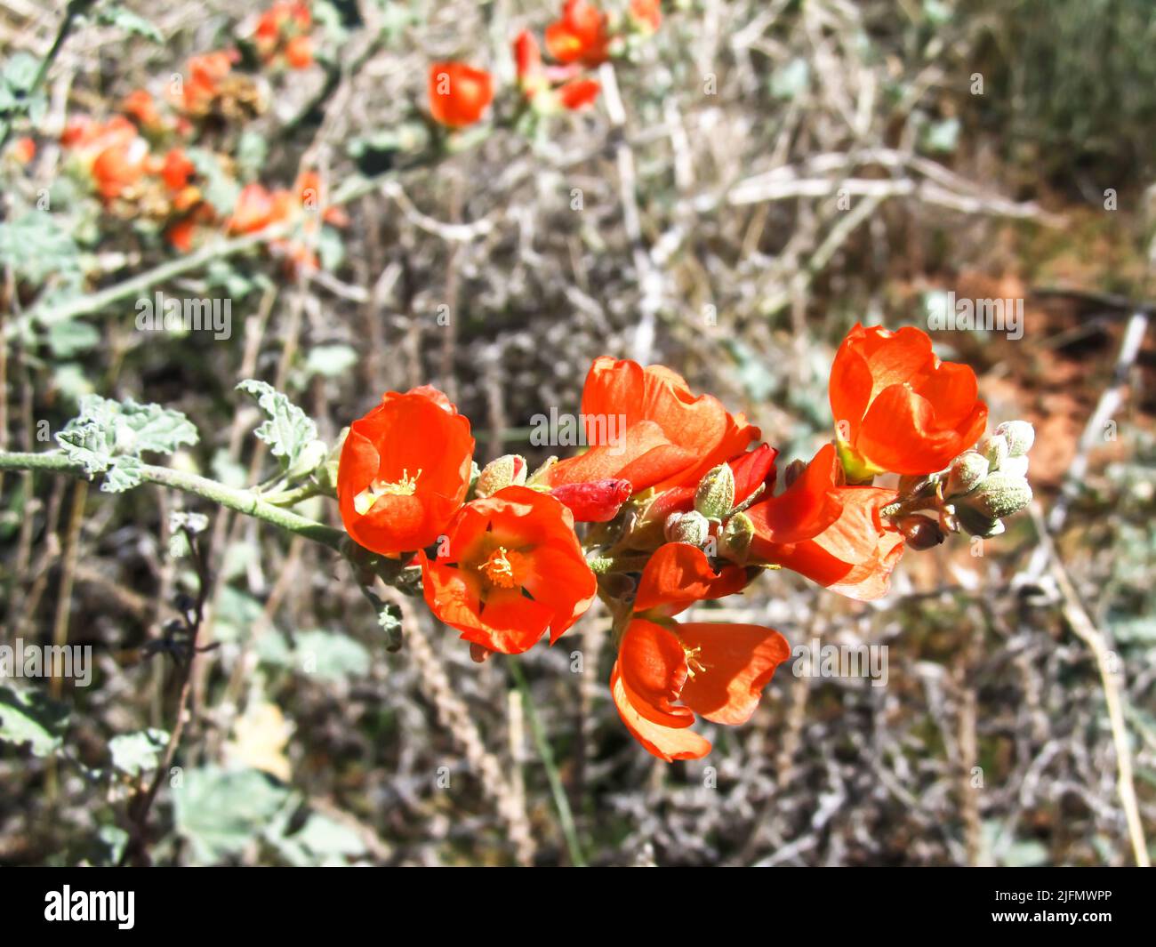 The bright orange colored flowers of the Desert Globemallow, against ...