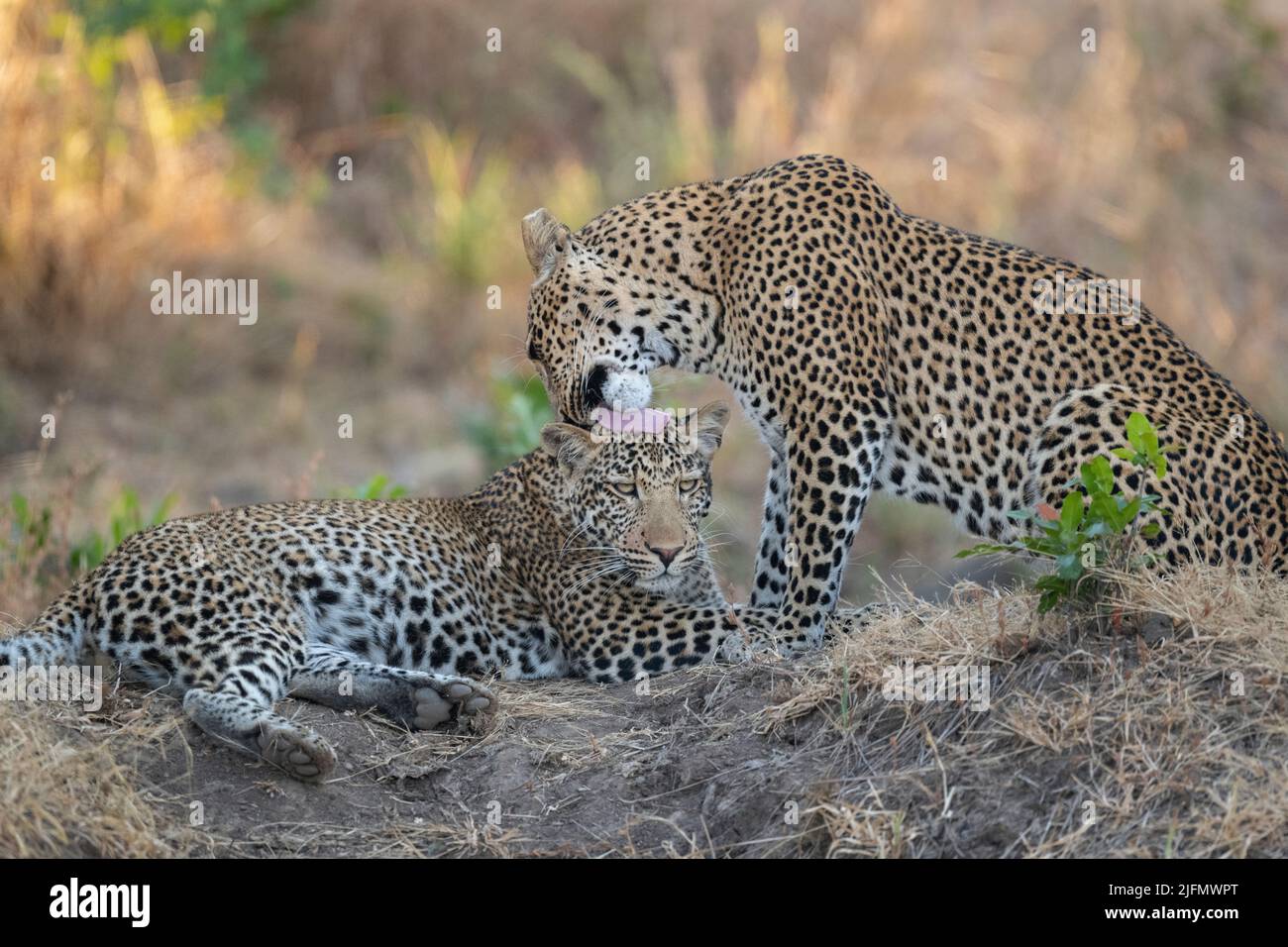 Zambia, South Luangwa National Park. Mother leopard grooming grown male ...