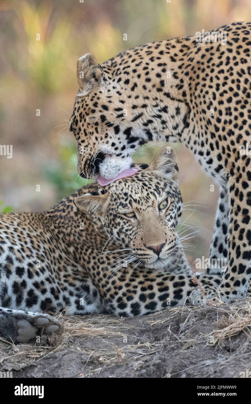 Zambia, South Luangwa National Park. Mother leopard grooming grown male ...