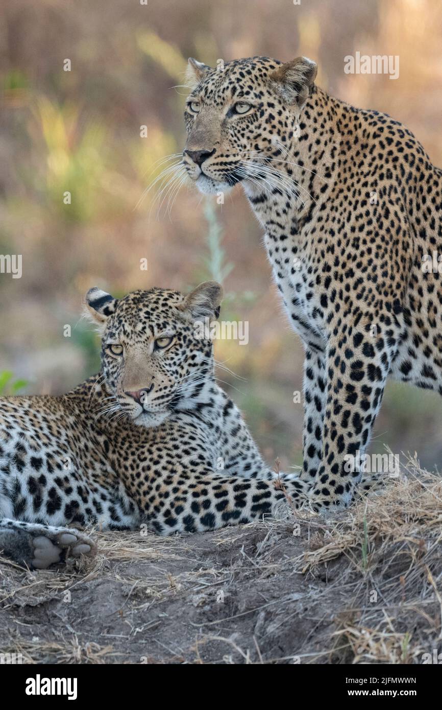 Zambia, South Luangwa National Park. Mother leopard with grown male cub ...