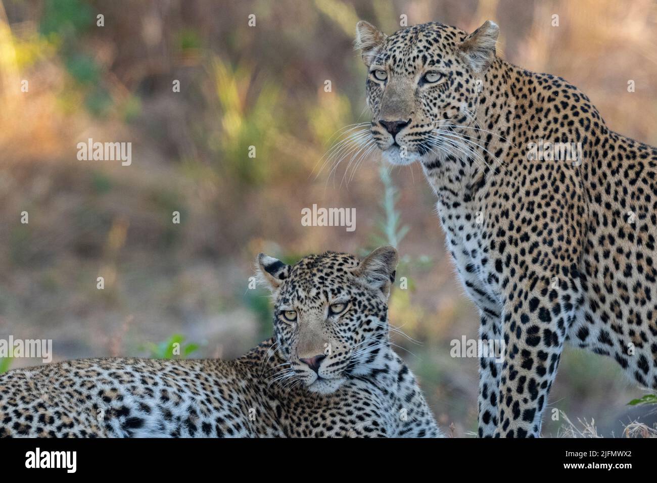 Zambia, South Luangwa National Park. Mother leopard with grown male cub ...