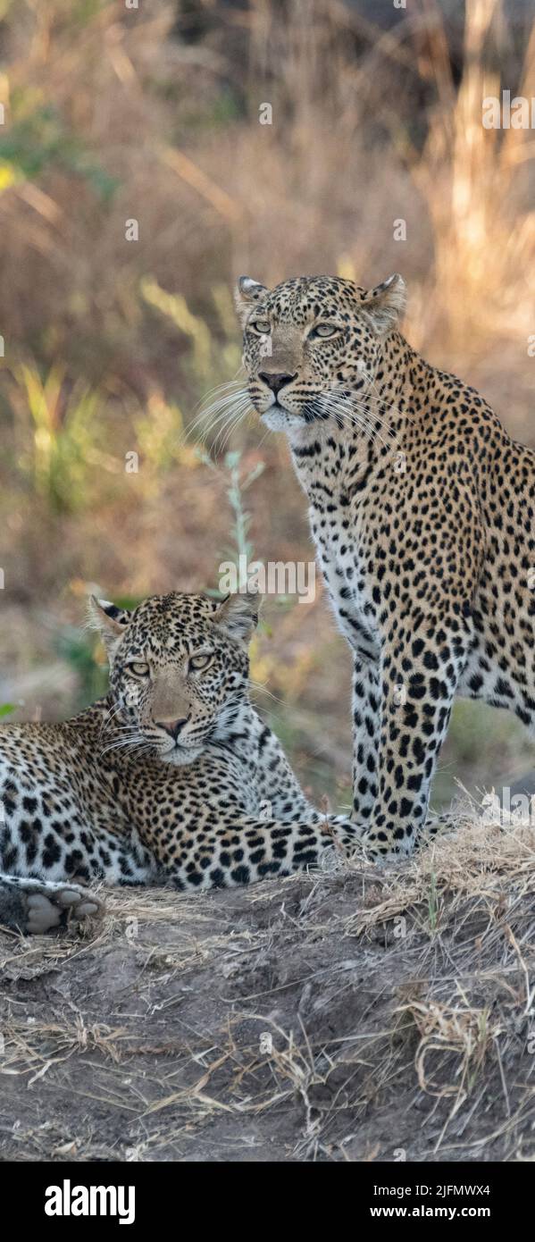 Zambia, South Luangwa National Park. Mother leopard with grown male cub ...