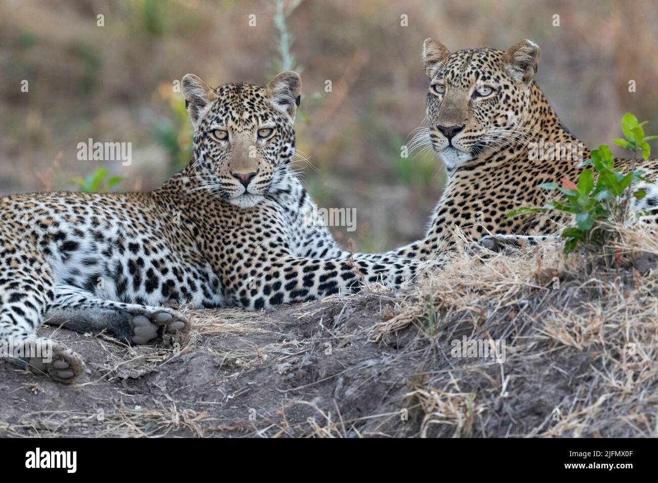 Zambia, South Luangwa National Park. Mother leopard with grown male cub ...