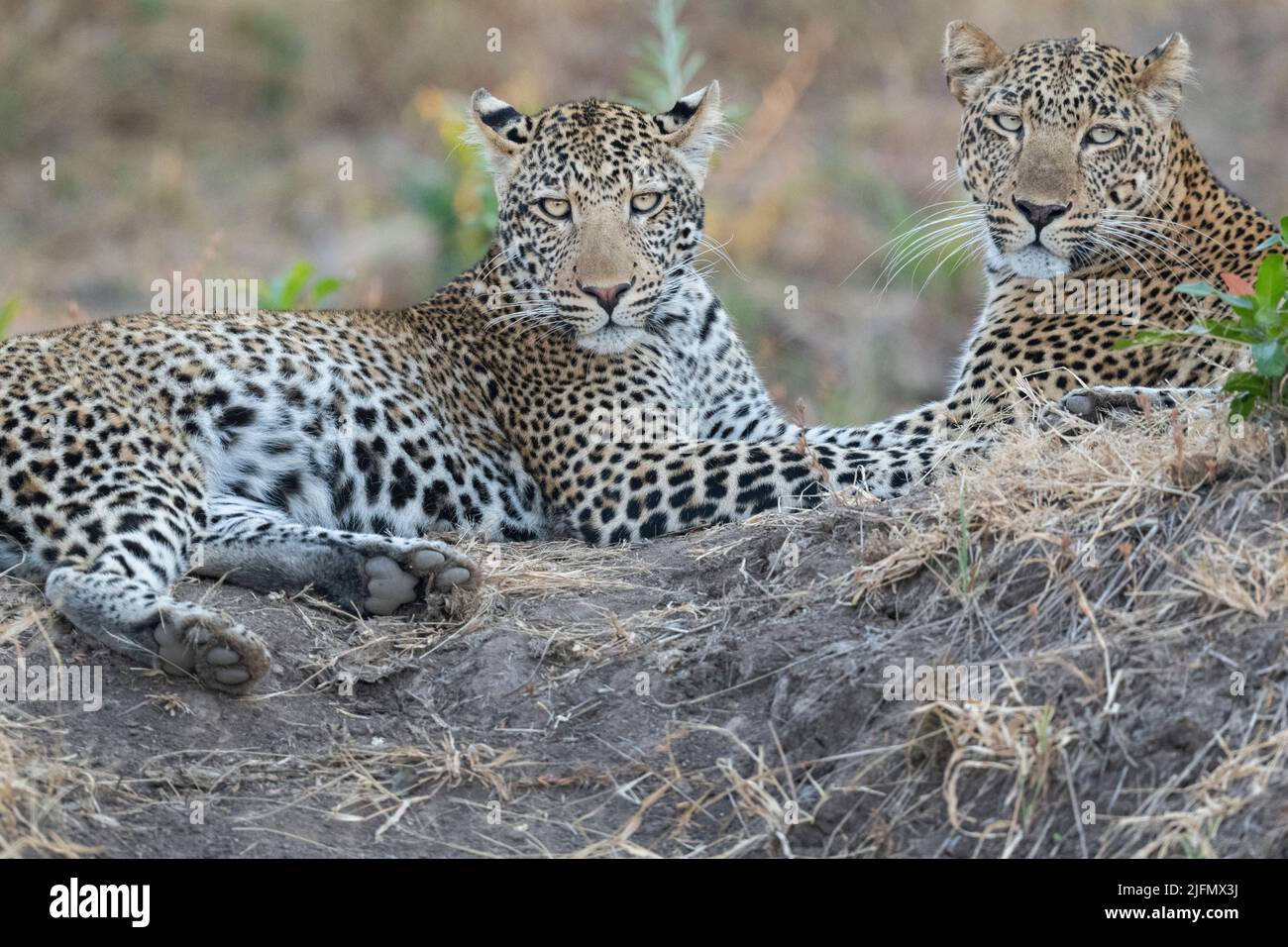 Zambia, South Luangwa National Park. Mother leopard with grown male cub ...