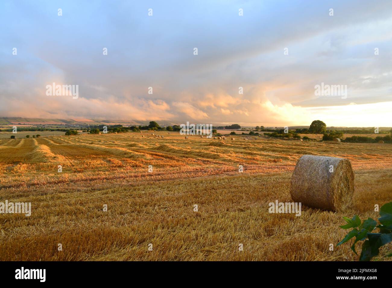 A horizontal shot of a straw roll in a freshly harvested field with ...