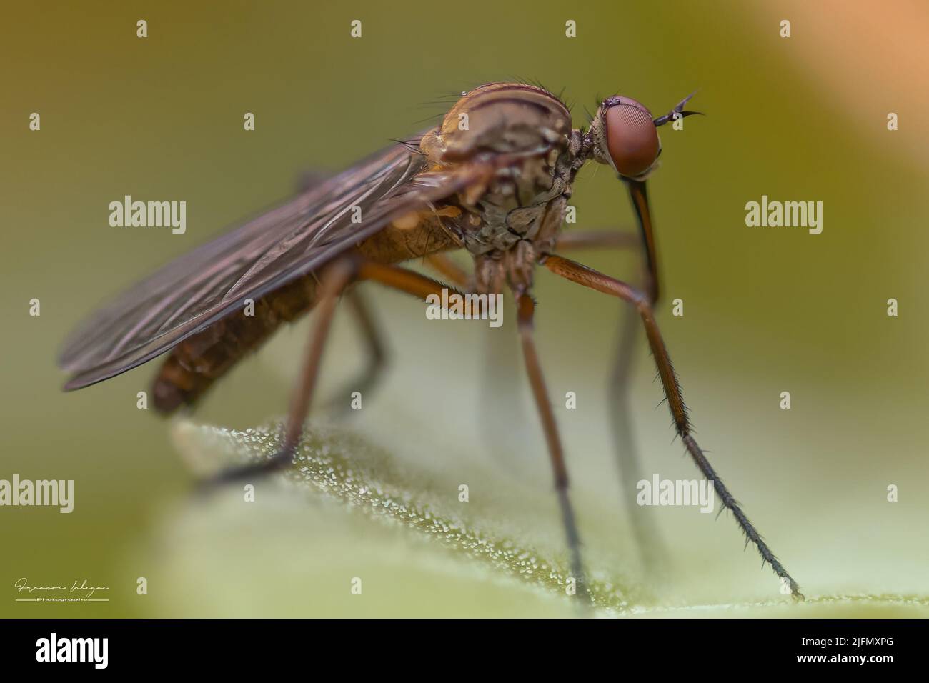 Insectes hi-res stock photography and images - Alamy