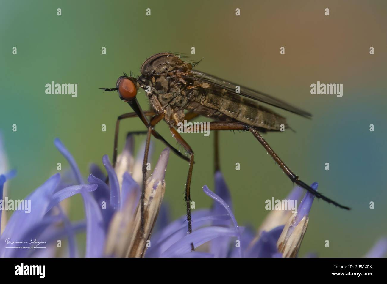 Gros insecte volant hi-res stock photography and images - Alamy