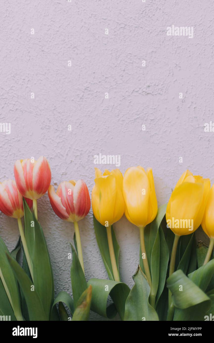 Tulips and a frame on a gray background . Tulips of kopi space. Gray ...