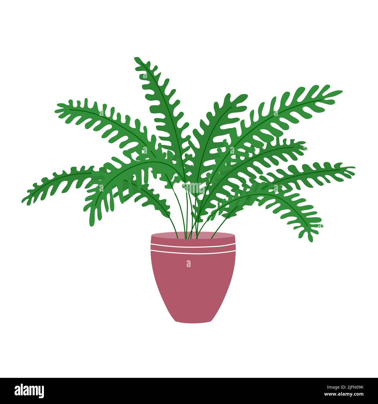 Flower pot with decorative fern. Home and office plant. Object of a ...