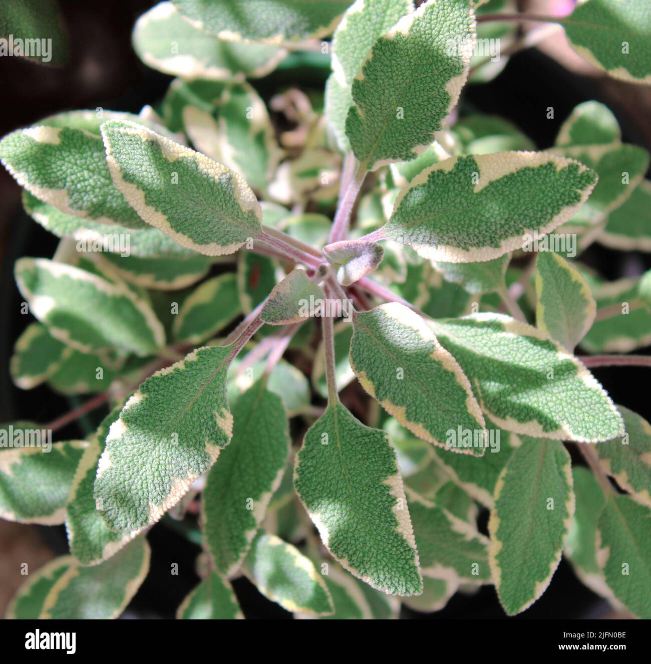 Variegated light hi-res stock photography and images - Alamy