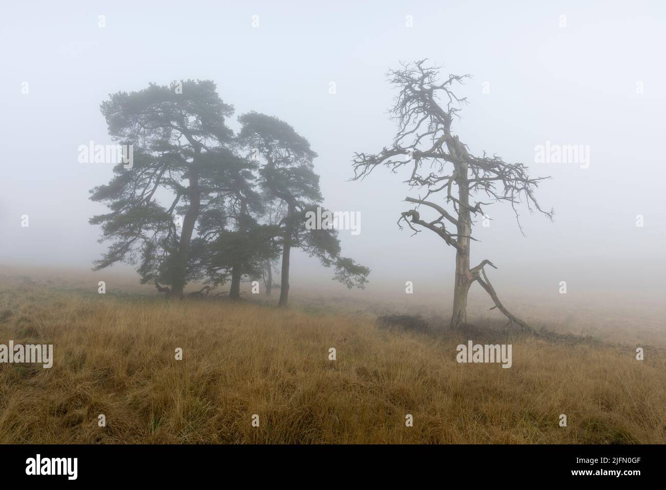 Scots pine trees in the mist at Priddy Mineries Nature Reserve in the ...
