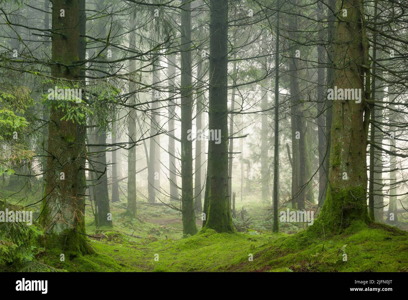 Misty evergreen forest hi-res stock photography and images - Alamy