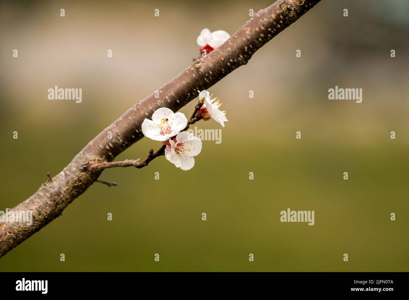 Plum tree blossoms in spring Stock Photo - Alamy