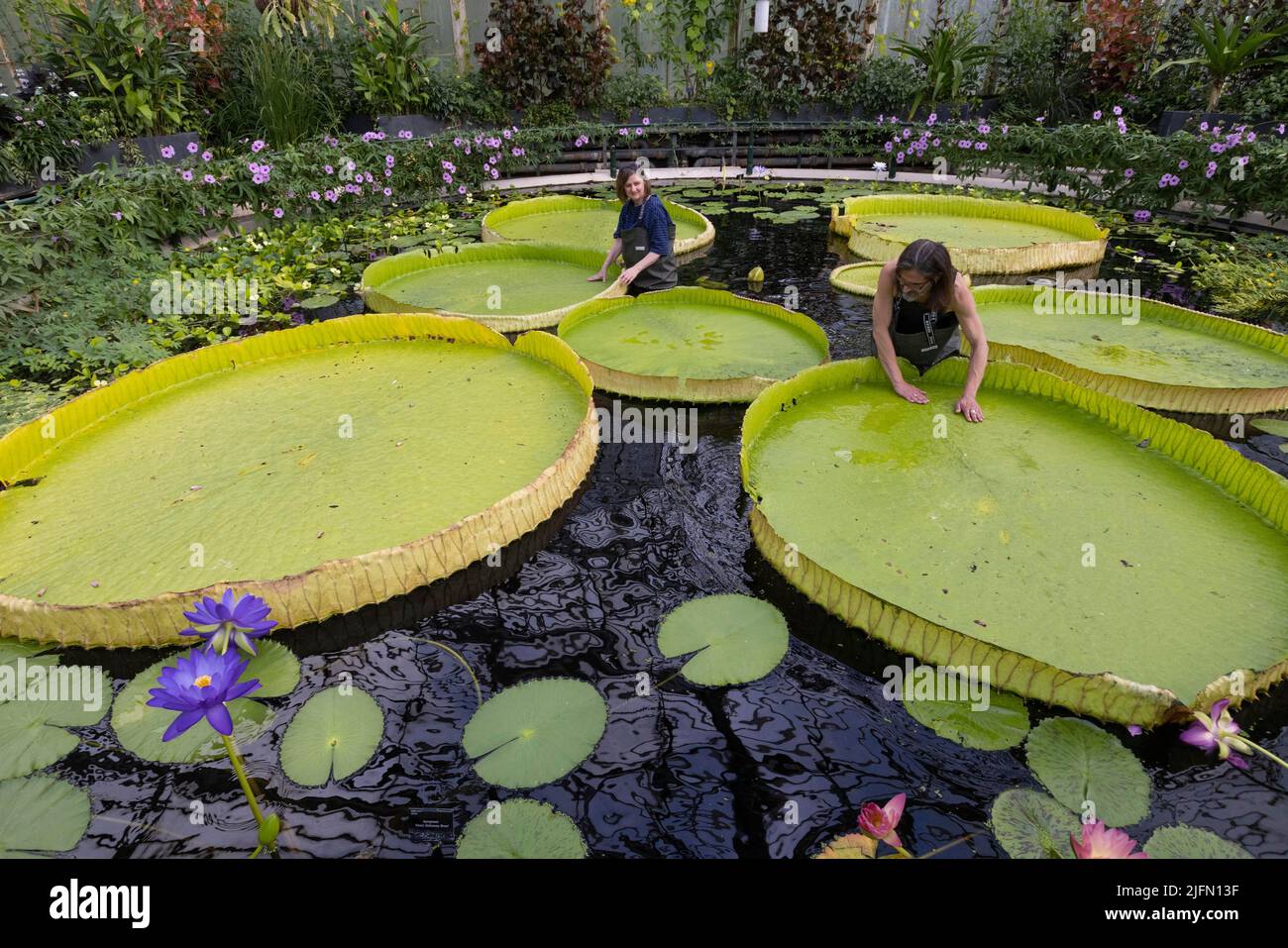 Lily pads on display in kew gardens hi-res stock photography and images ...