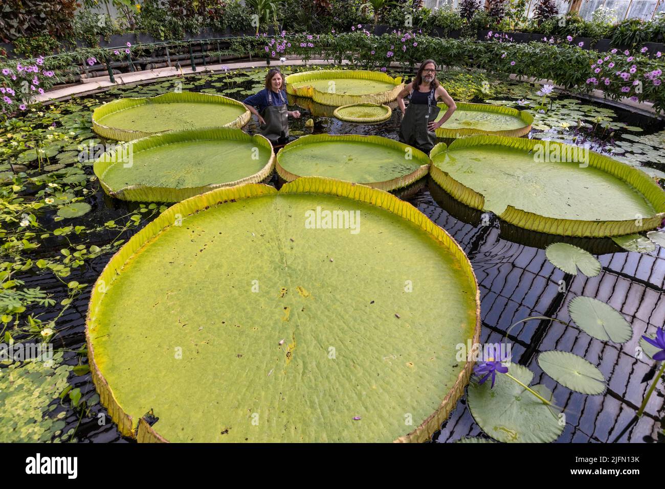 Lily pads on display in kew gardens hi-res stock photography and images ...