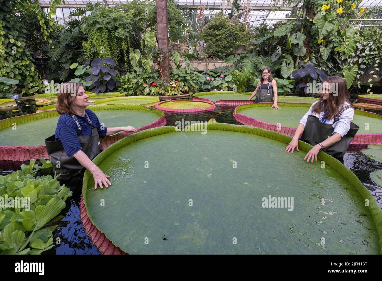Lily pads on display in kew gardens hi-res stock photography and images ...