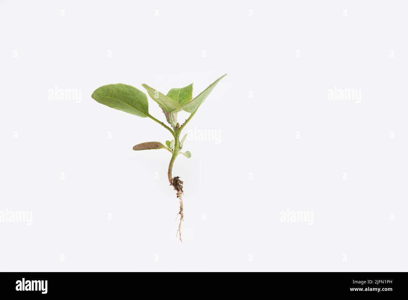 Young plant with roots on a white beckground Stock Photo - Alamy