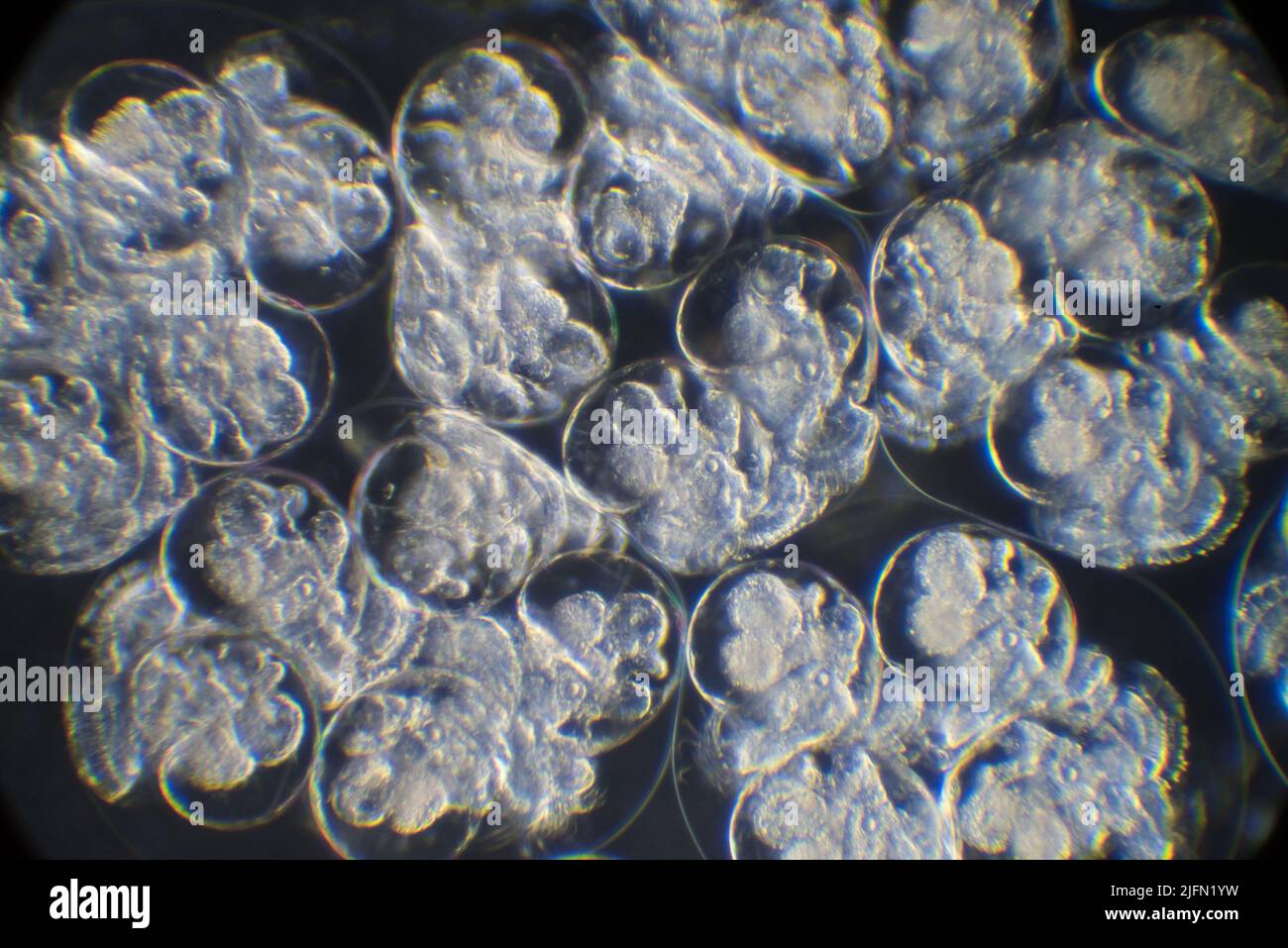 Aeolidia papillosa, nudibranch eggs from a rockpool Stock Photo - Alamy